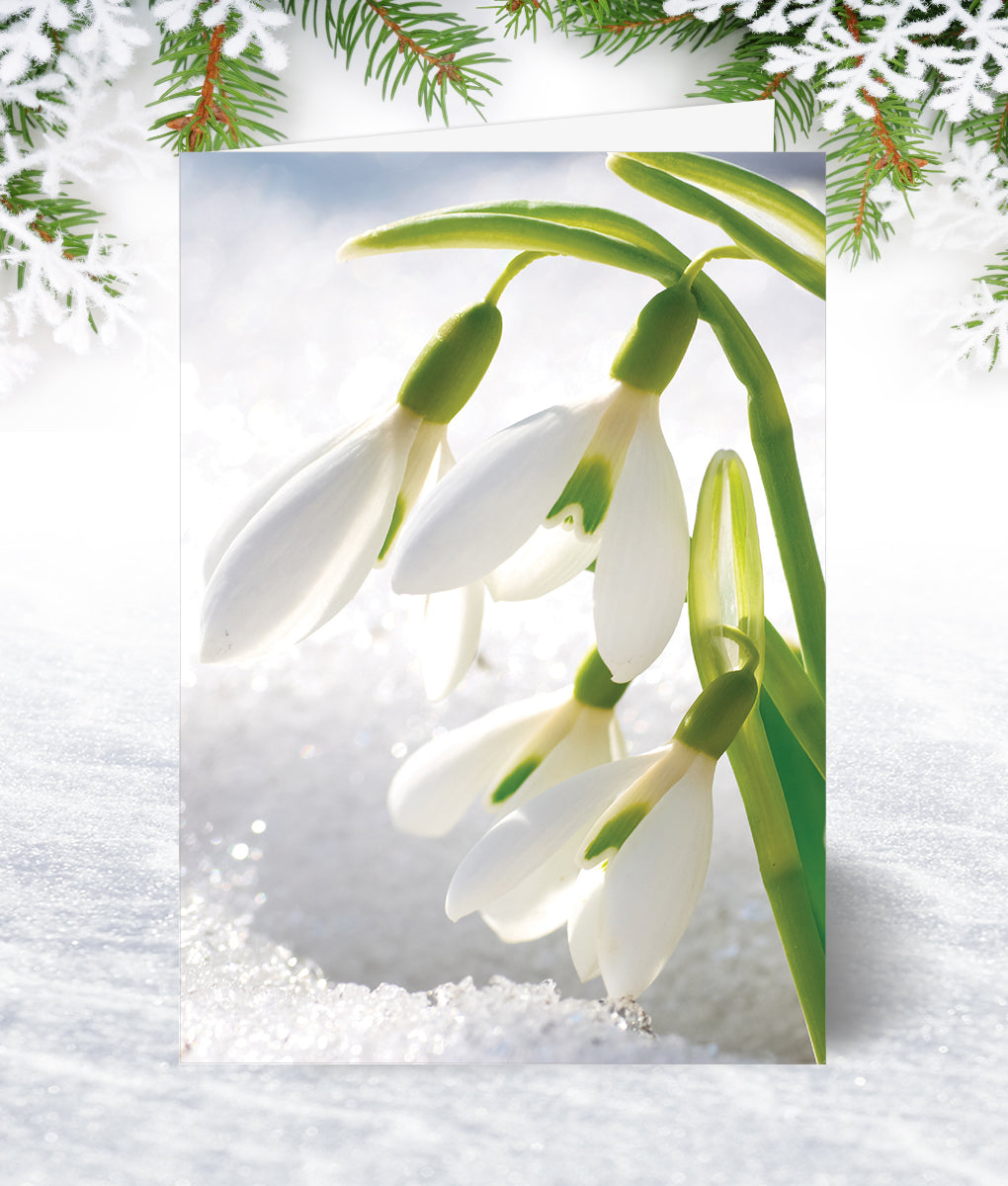 Snowdrops – corporatecollection.co.uk